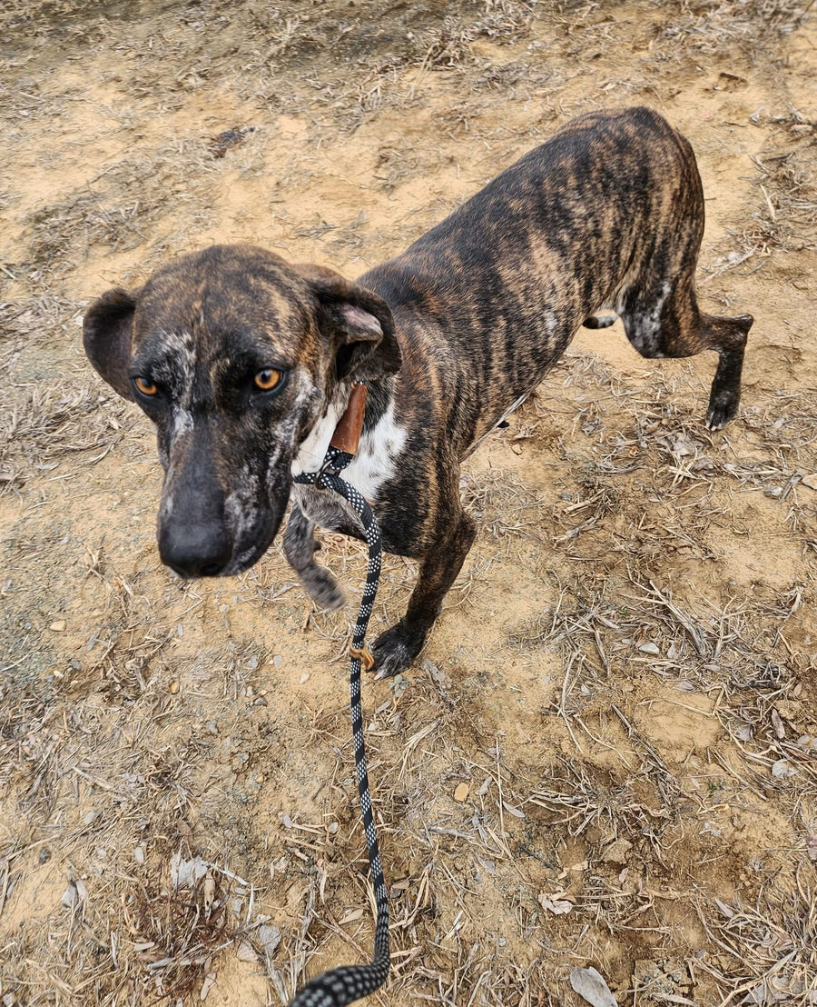 How to Help – 4 Paws